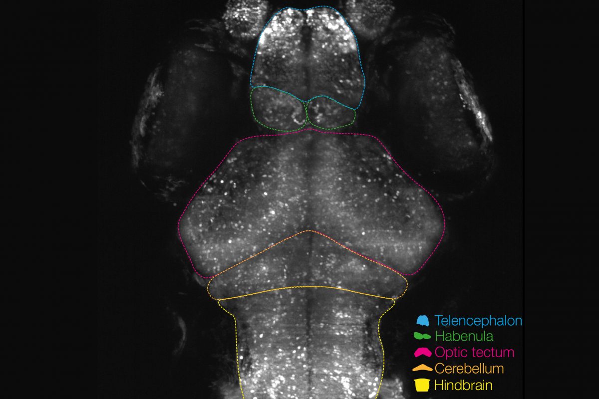 Watching the Brain of Zebrafish at Work - TU Braunschweig | Blogs