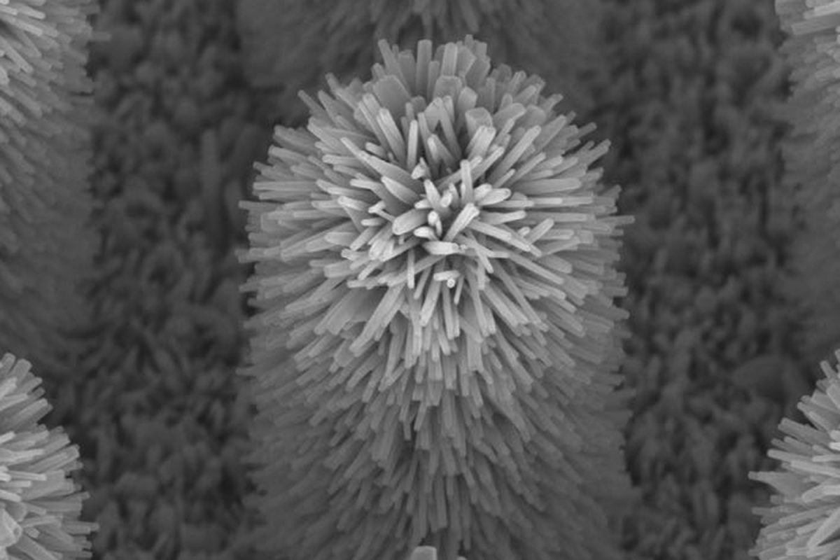 O nanotree, O nanotree - TU Braunschweig | Blogs