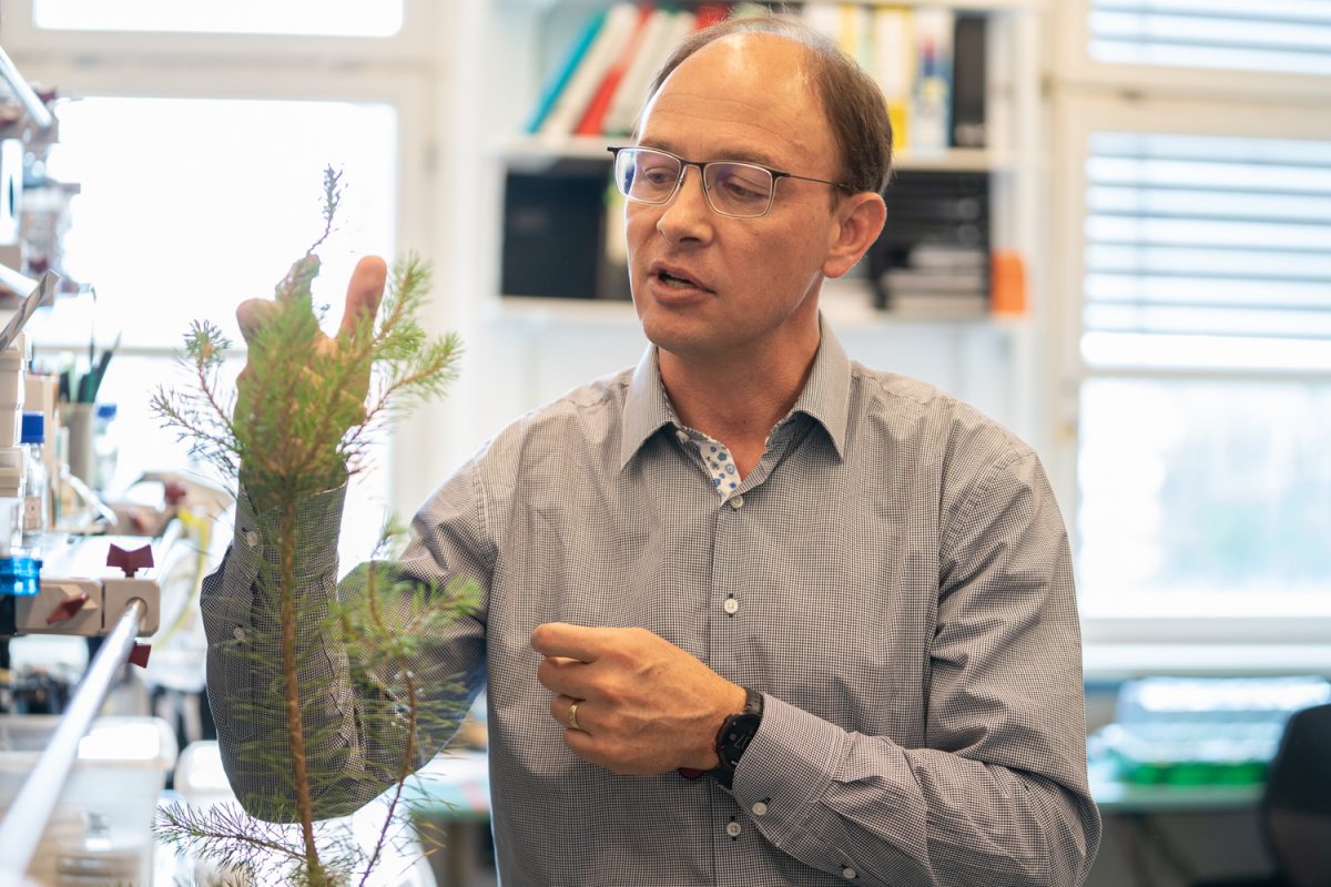 Die Pilz-Verbindung: "Alle Wege scheinen nach Braunschweig zu führen ...