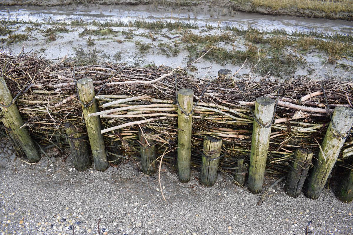 Natural coastal defence against rising sea levels - TU Braunschweig | Blogs